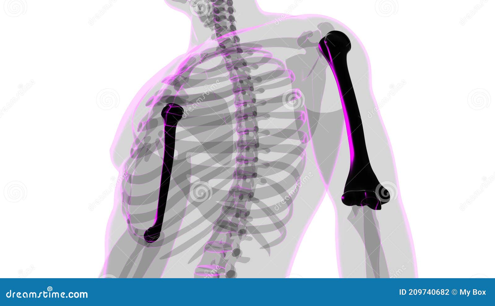 Human Skeleton Anatomy Humerus Bone 3D Rendering Stock Illustration ...