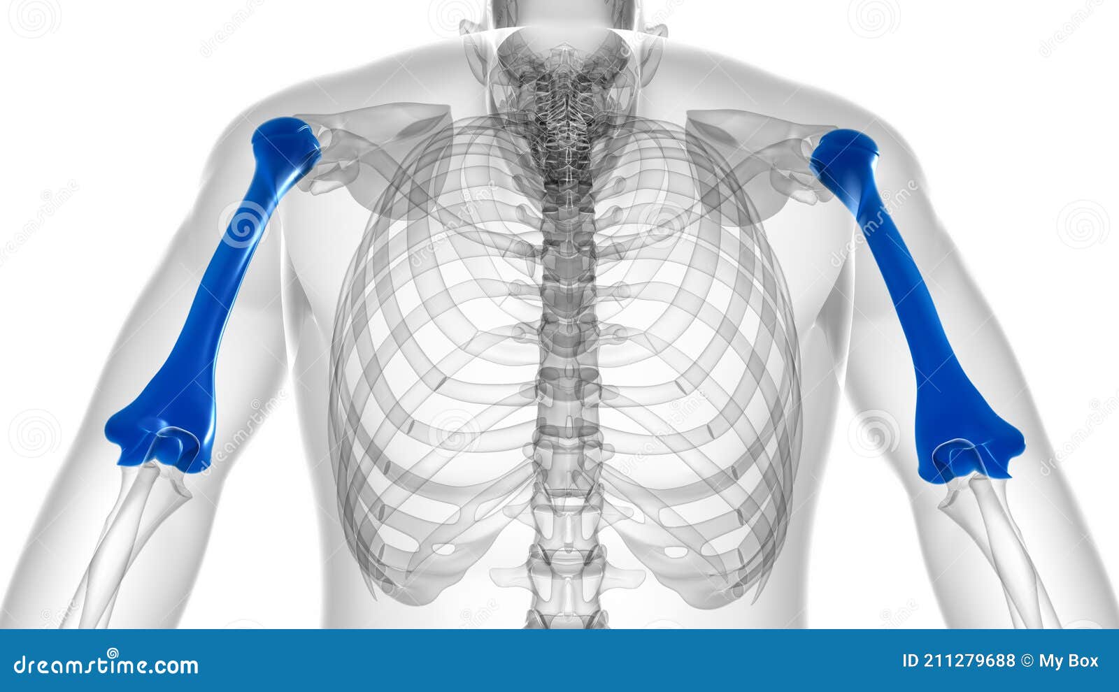 Human Skeleton Anatomy Humerus Bone 3D Rendering Stock Illustration ...