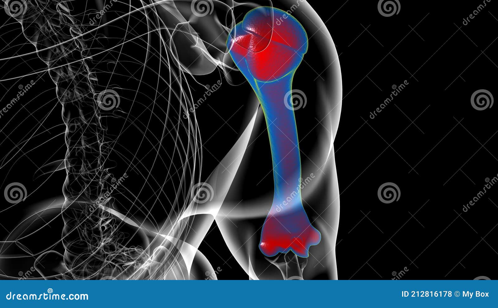 Human Skeleton Anatomy Humerus Bone 3D Rendering Stock Illustration ...