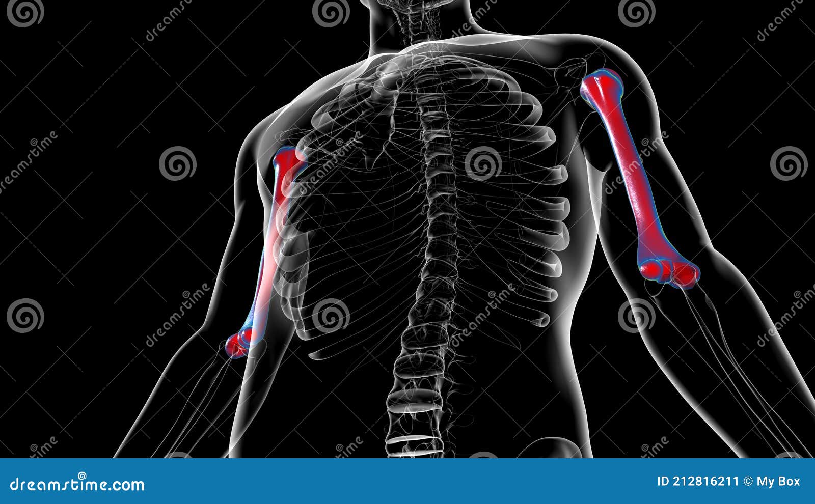 Human Skeleton Anatomy Humerus Bone 3D Rendering Stock Illustration ...