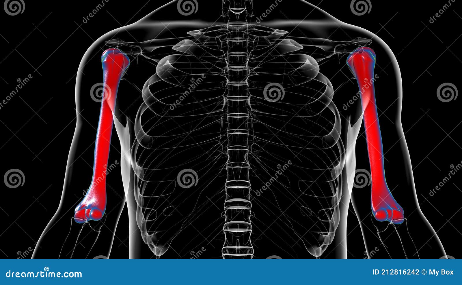 Human Skeleton Anatomy Humerus Bone 3D Rendering Stock Illustration ...