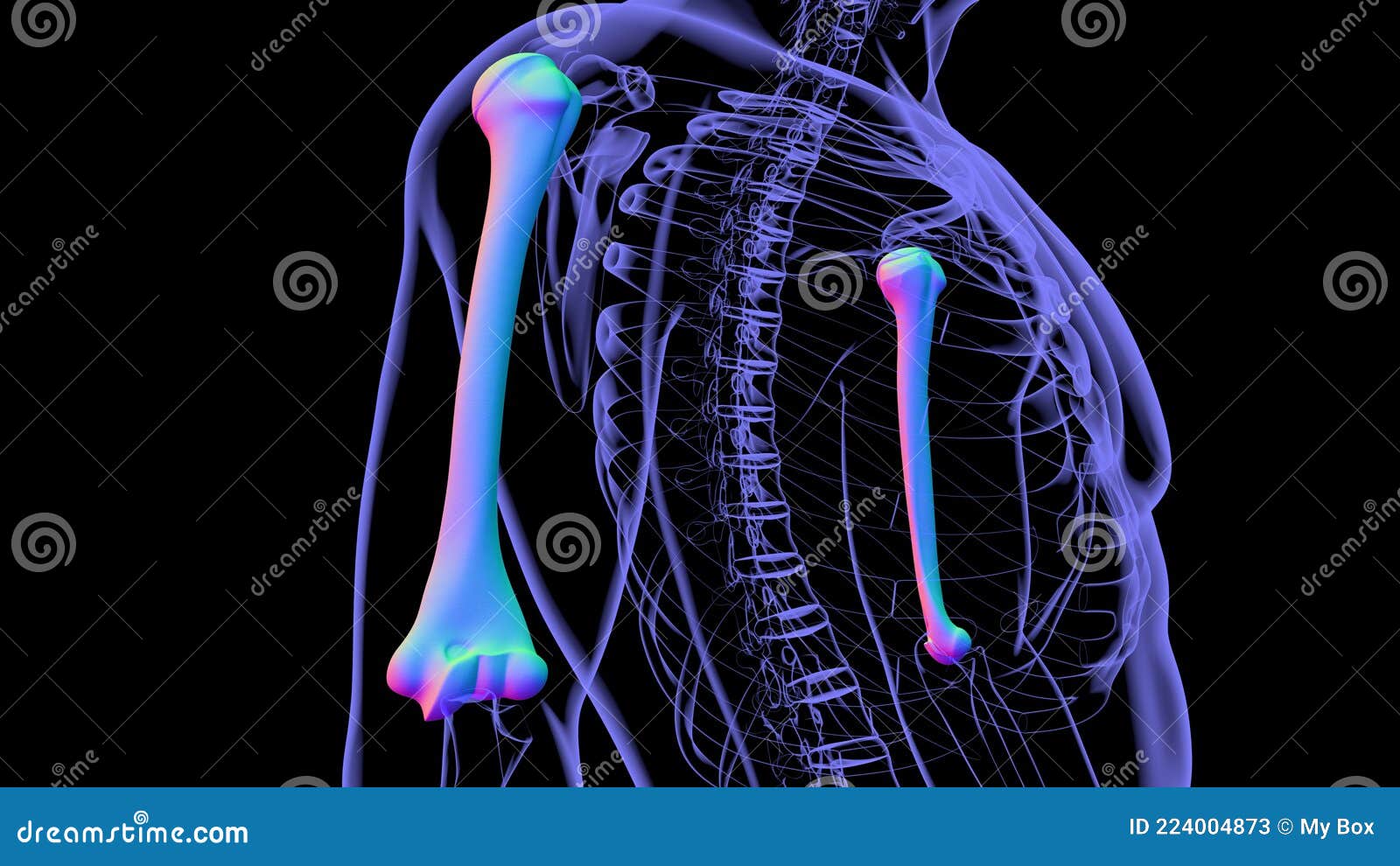 Human Skeleton Anatomy Humerus Bone 3D Rendering Stock Illustration ...
