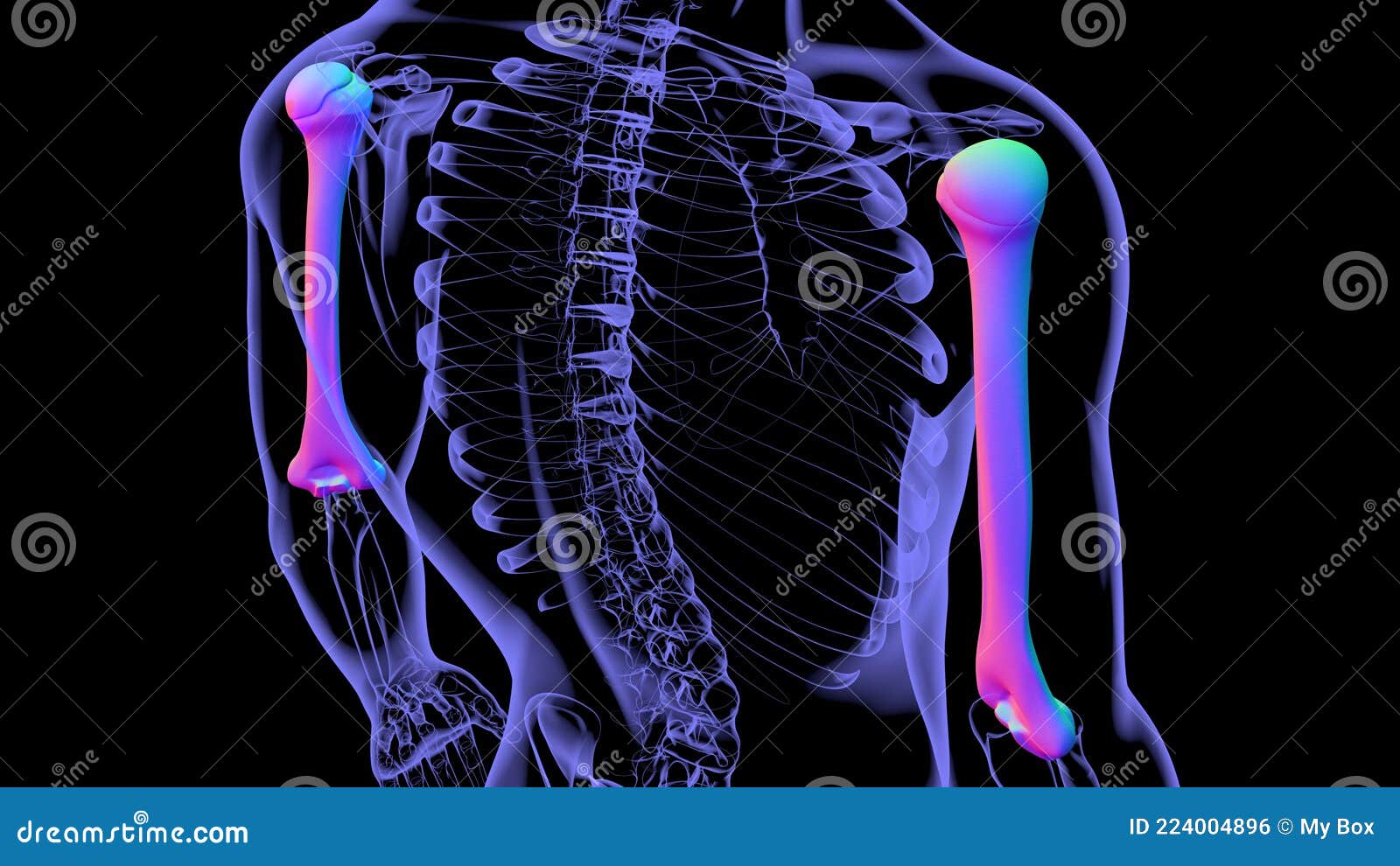 Human Skeleton Anatomy Humerus Bone 3D Rendering Stock Illustration ...