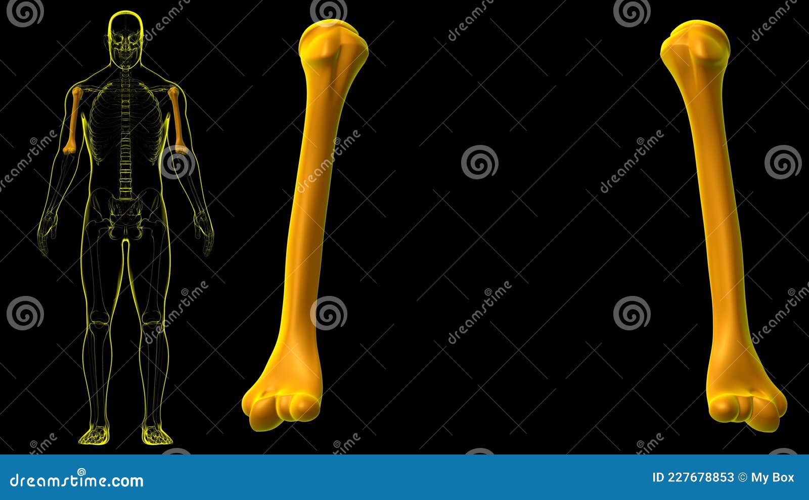 Human Skeleton Anatomy Humerus Bone 3D Rendering Stock Illustration ...