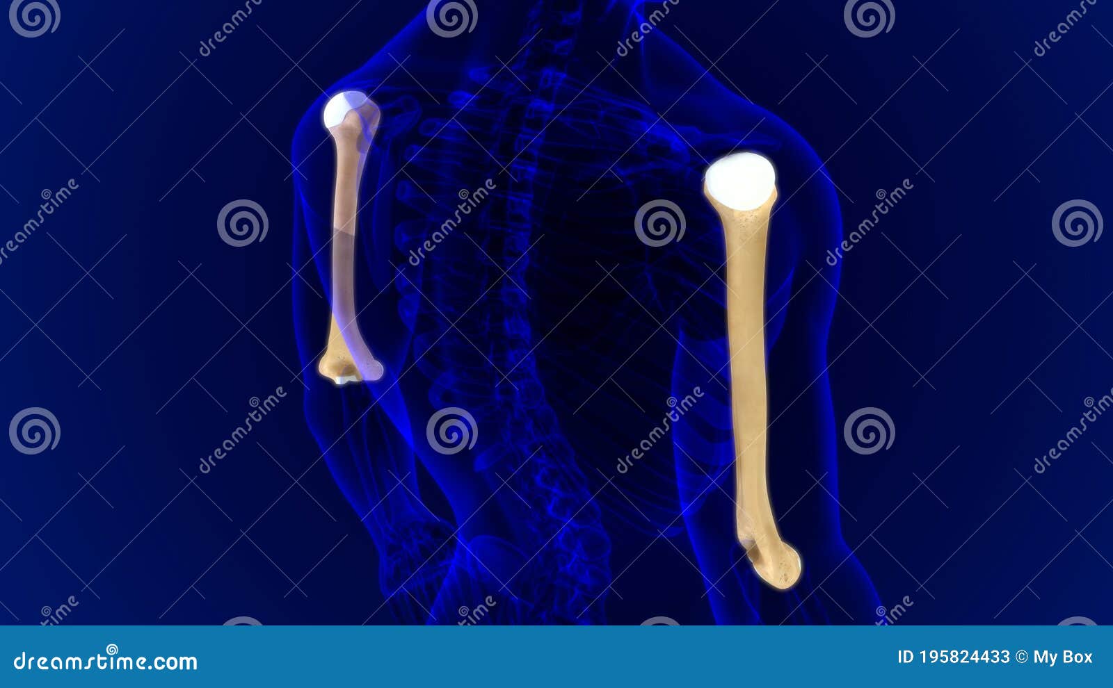 Human Skeleton Anatomy Humerus Bone 3D Rendering Stock Illustration ...