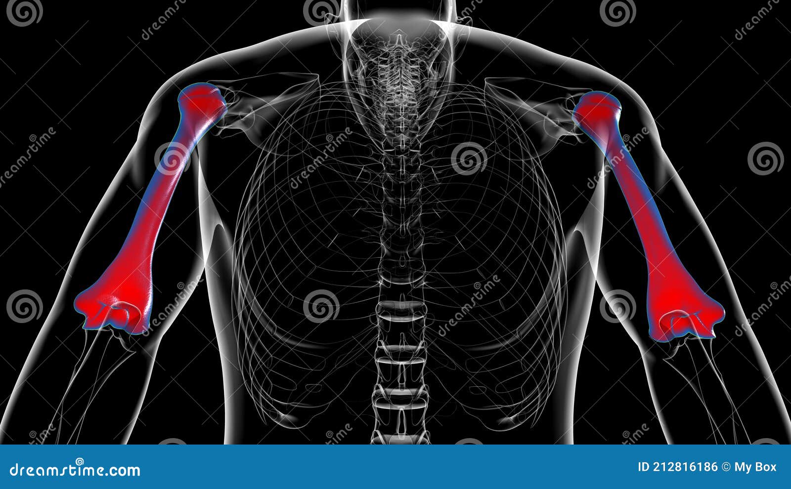 Human Skeleton Anatomy Humerus Bone 3D Rendering Stock Illustration ...