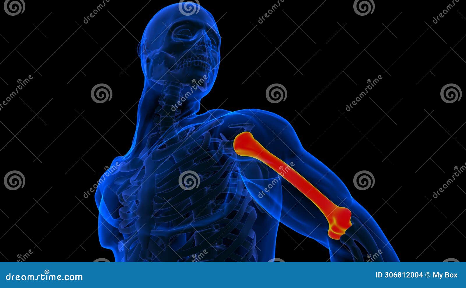 Human Skeleton Anatomy Humerus Bone 3D Rendering Stock Illustration ...