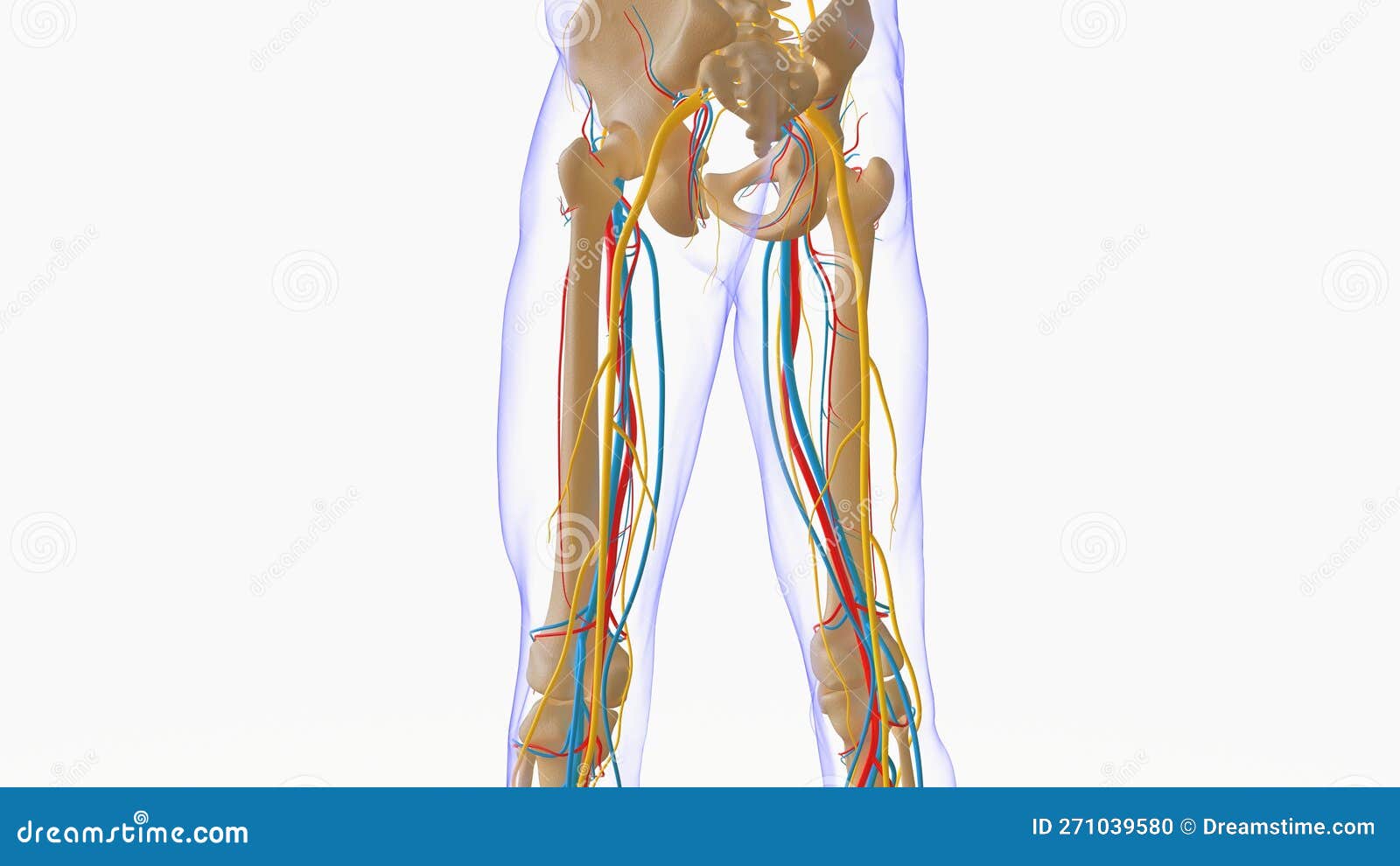 Human Skeleton Anatomy for Medical Concept 3D Illustration Stock ...