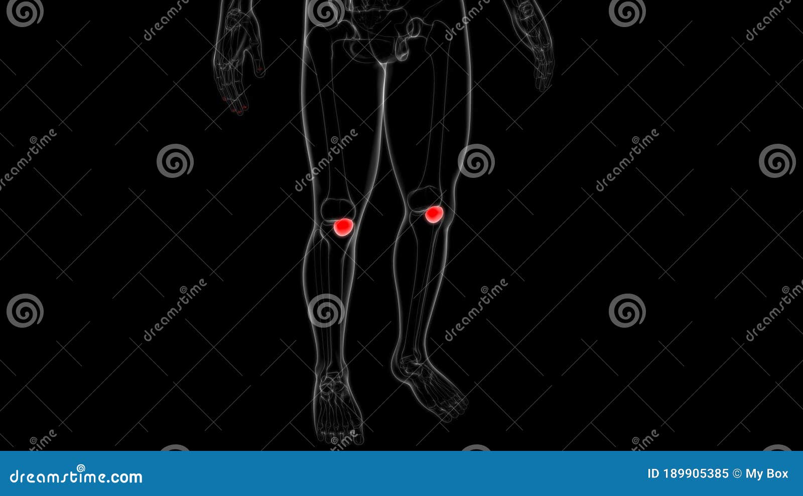 Human Skeleton Anatomy Patella Bone 3D Rendering Stock Illustration ...