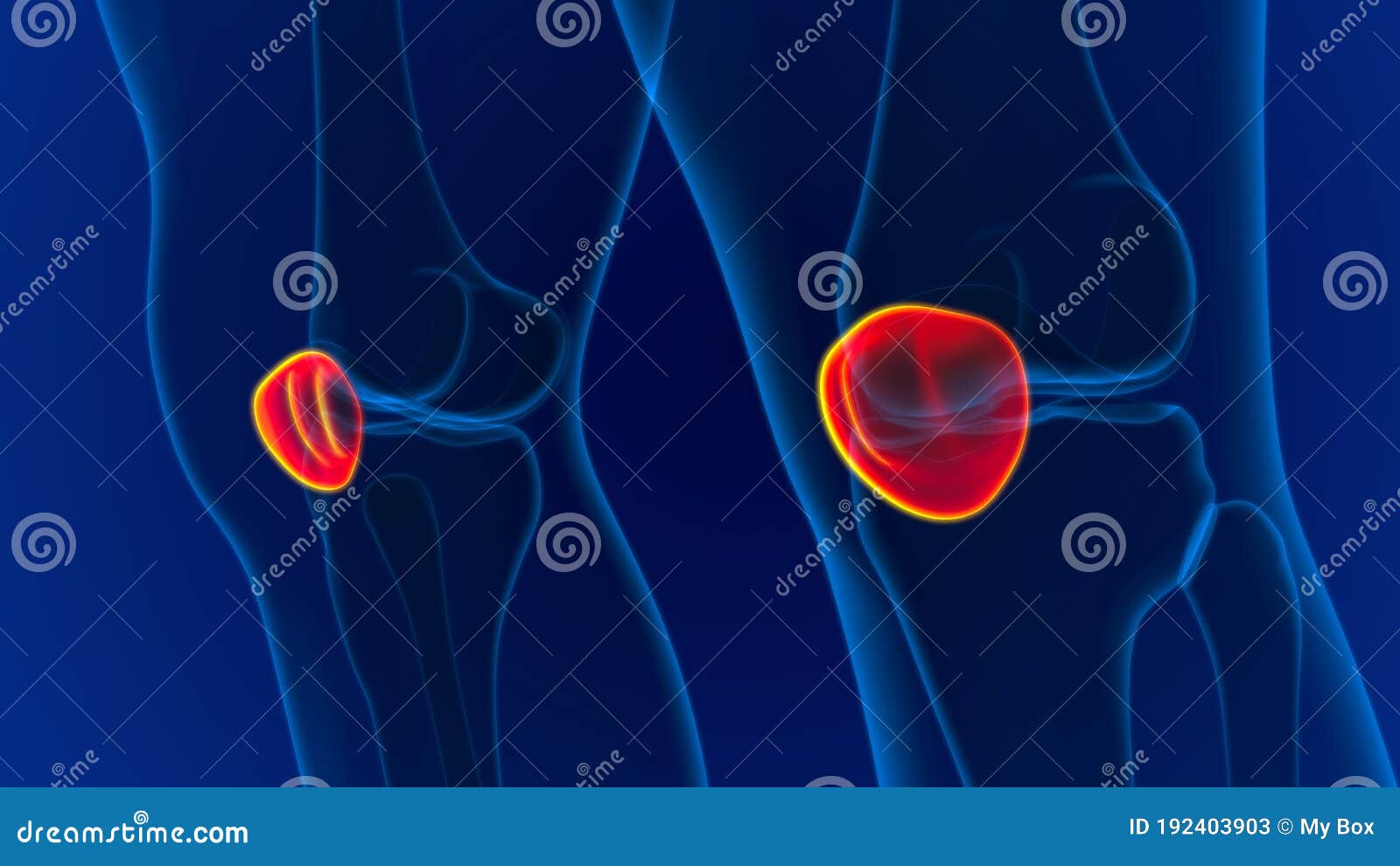Human Skeleton Anatomy Patella Bone 3D Rendering Stock Illustration ...