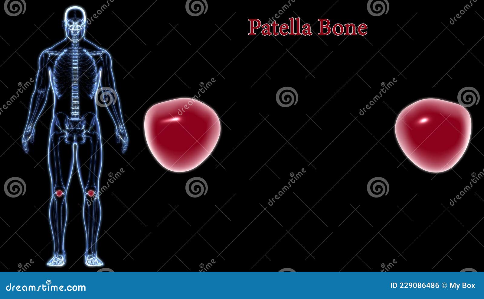 Human Skeleton Anatomy Patella Bone 3D Rendering Stock Illustration ...