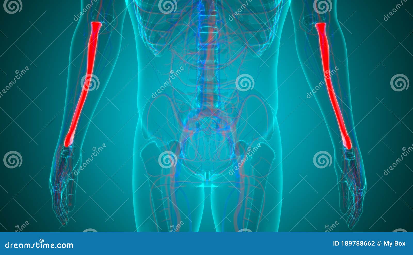 Human Skeleton Anatomy Radius Bone 3D Rendering Stock Illustration ...