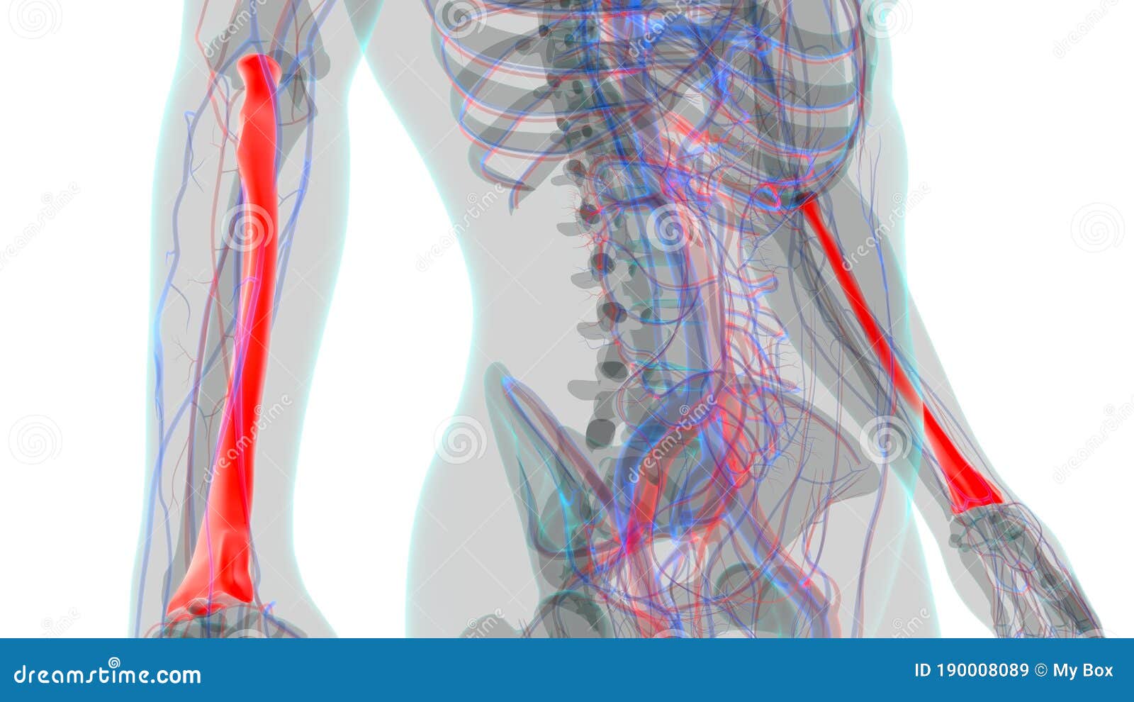 Human Skeleton Anatomy Radius Bone 3D Rendering Stock Illustration ...