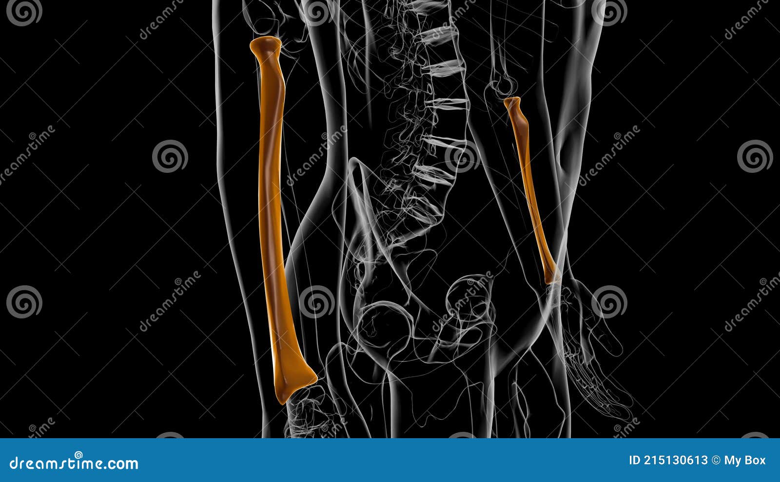 Human Skeleton Anatomy Radius Bone 3D Rendering Stock Illustration ...