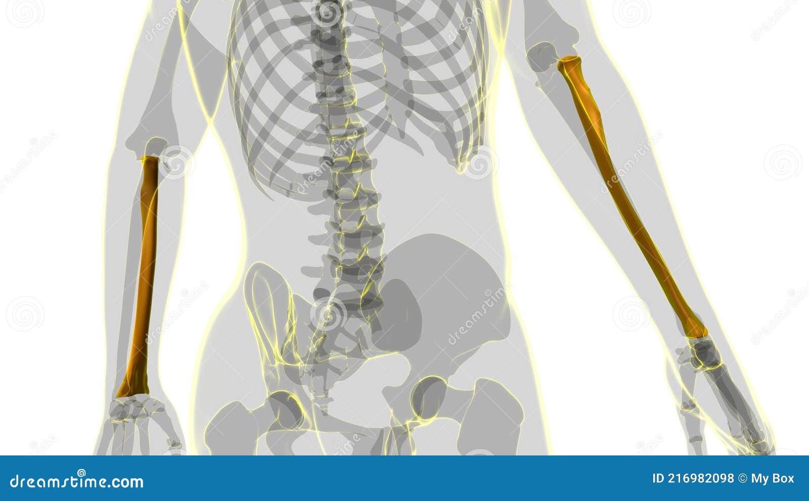 Human Skeleton Anatomy Radius Bone 3D Rendering Stock Illustration ...