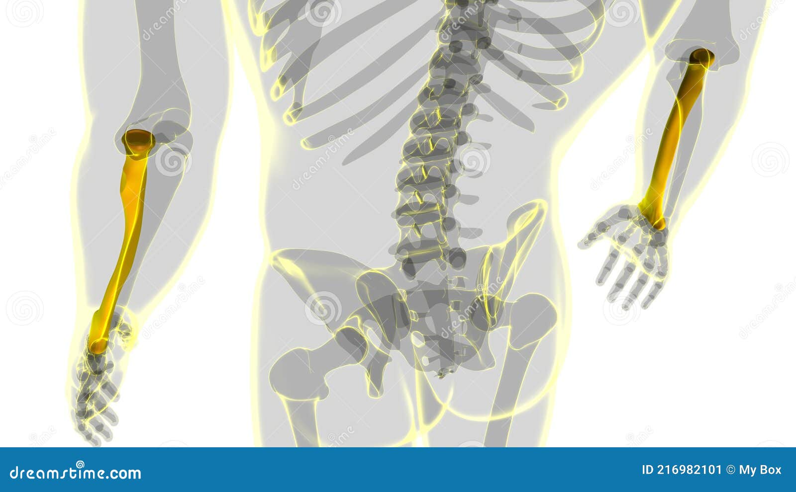 Human Skeleton Anatomy Radius Bone 3D Rendering Stock Illustration ...