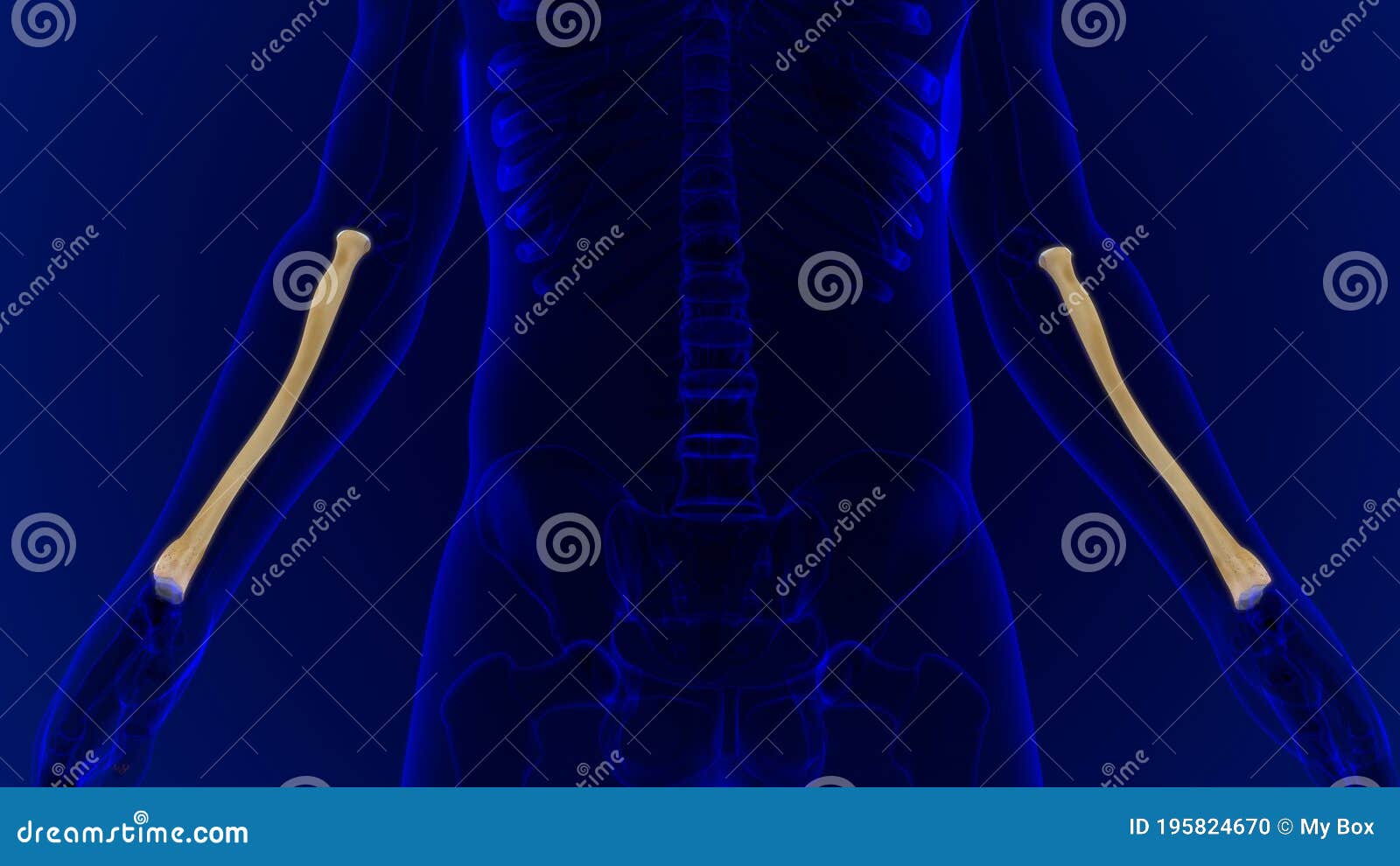 Human Skeleton Anatomy Radius Bone 3D Rendering Stock Illustration ...