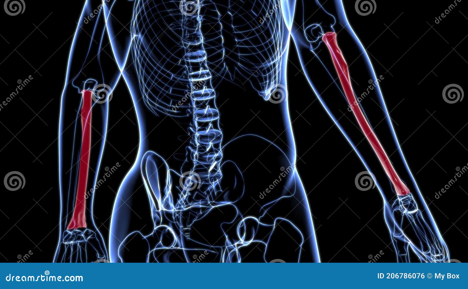 Human Skeleton Anatomy Radius Bone 3D Rendering Stock Illustration ...