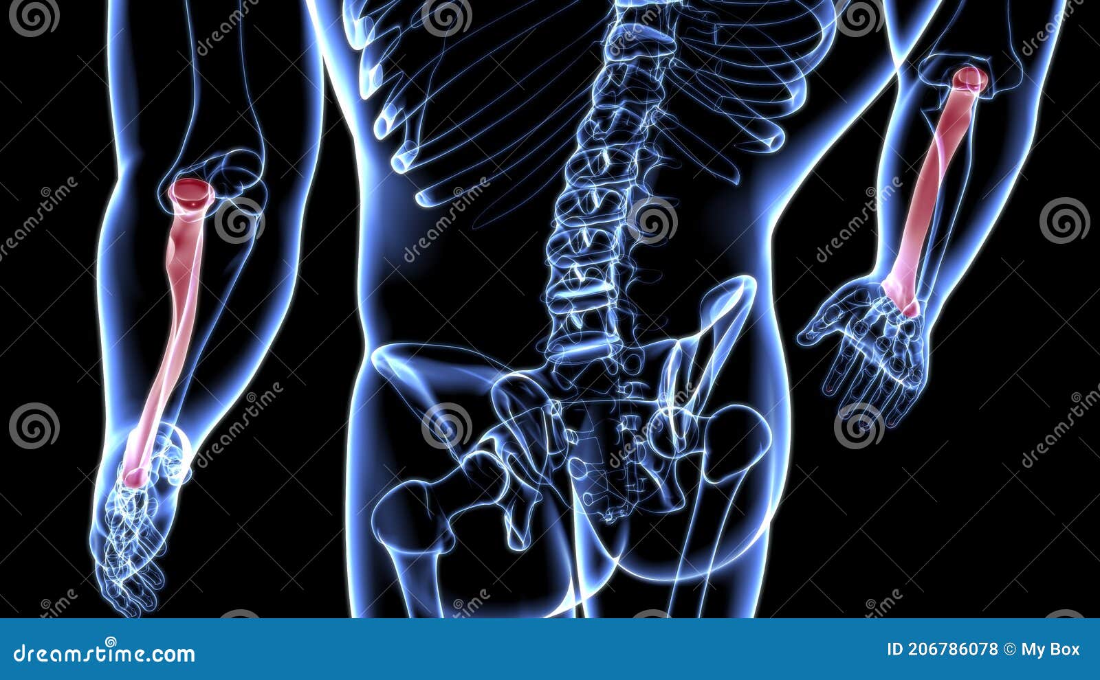 Human Skeleton Anatomy Radius Bone 3D Rendering Stock Illustration ...