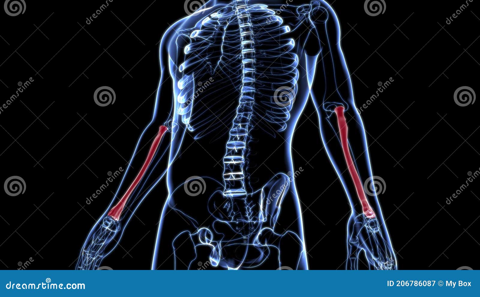 Human Skeleton Anatomy Radius Bone 3D Rendering Stock Illustration ...
