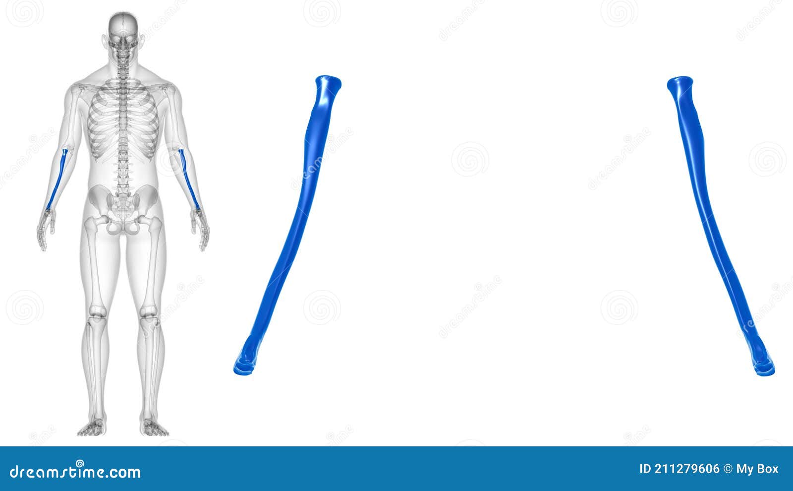 Human Skeleton Anatomy Radius Bone 3D Rendering Stock Illustration ...