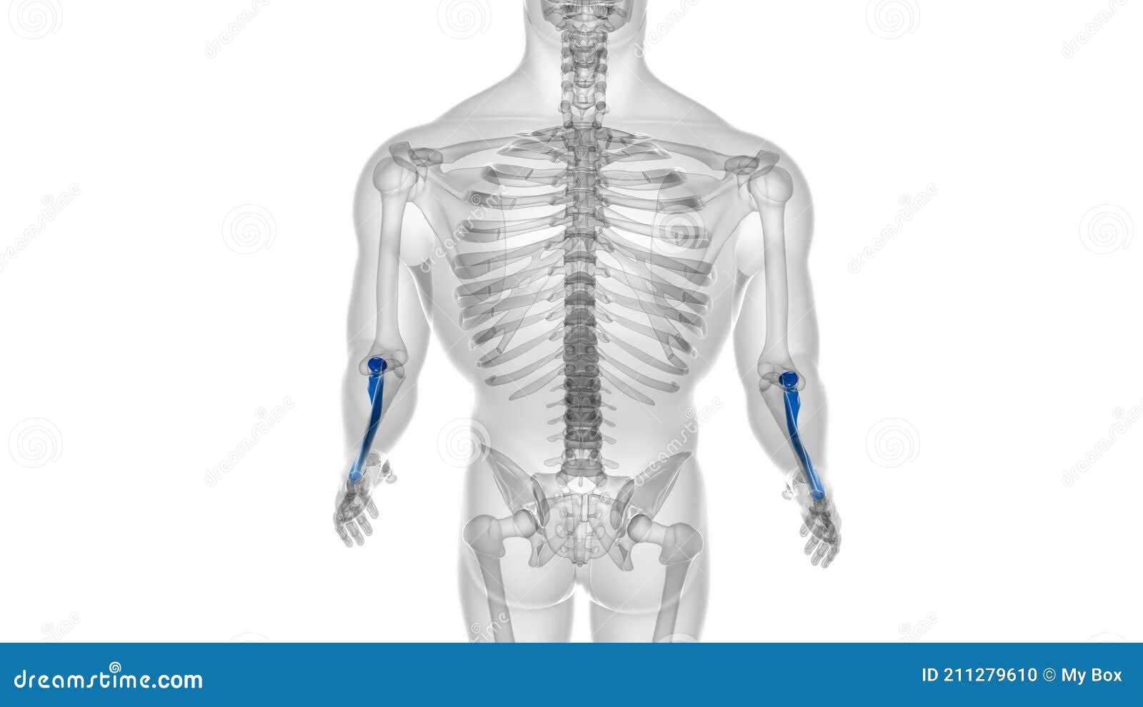 Human Skeleton Anatomy Radius Bone 3D Rendering Stock Illustration ...