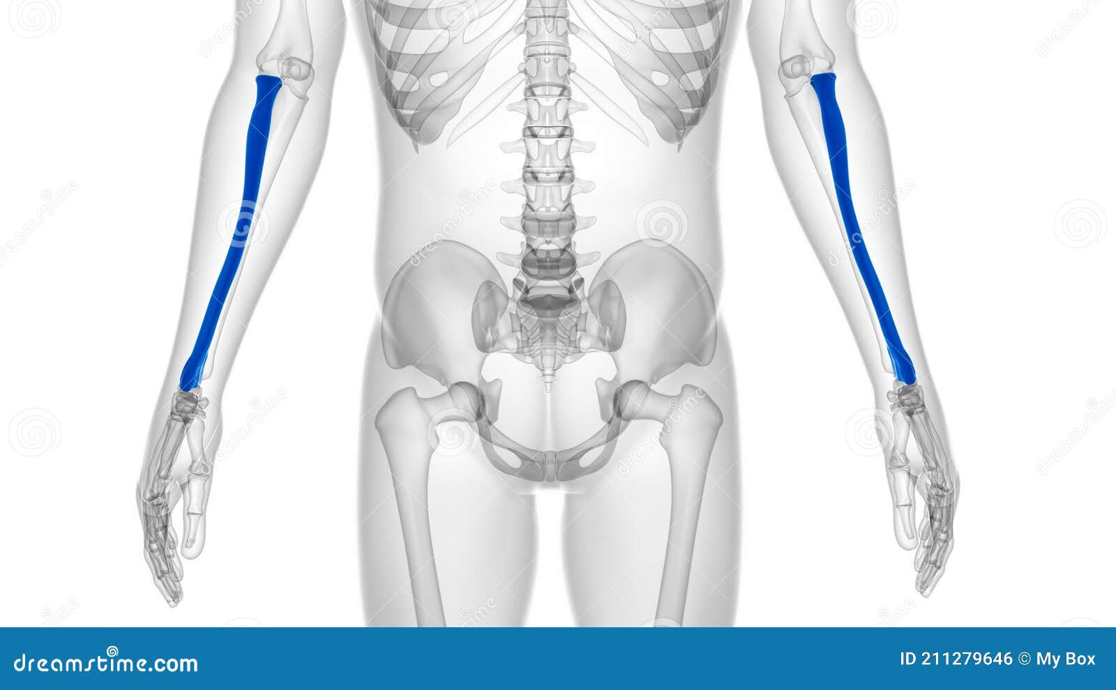 Human Skeleton Anatomy Radius Bone 3D Rendering Stock Illustration ...