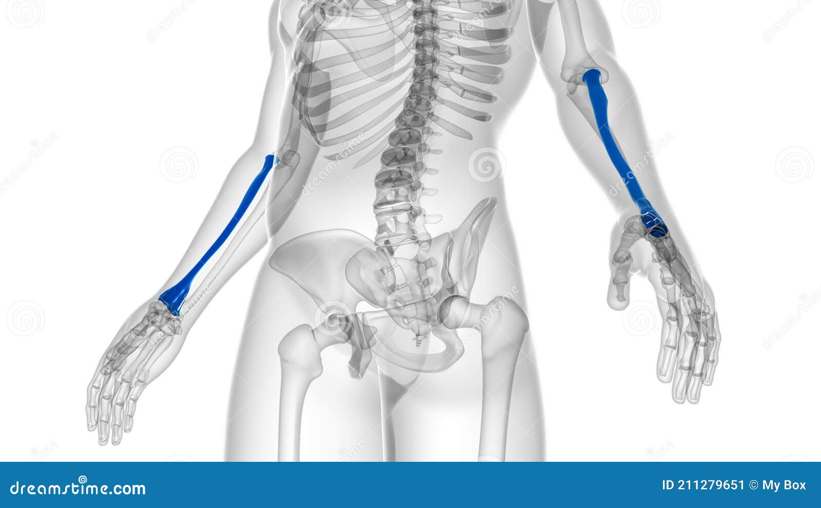 Human Skeleton Anatomy Radius Bone 3D Rendering Stock Illustration ...