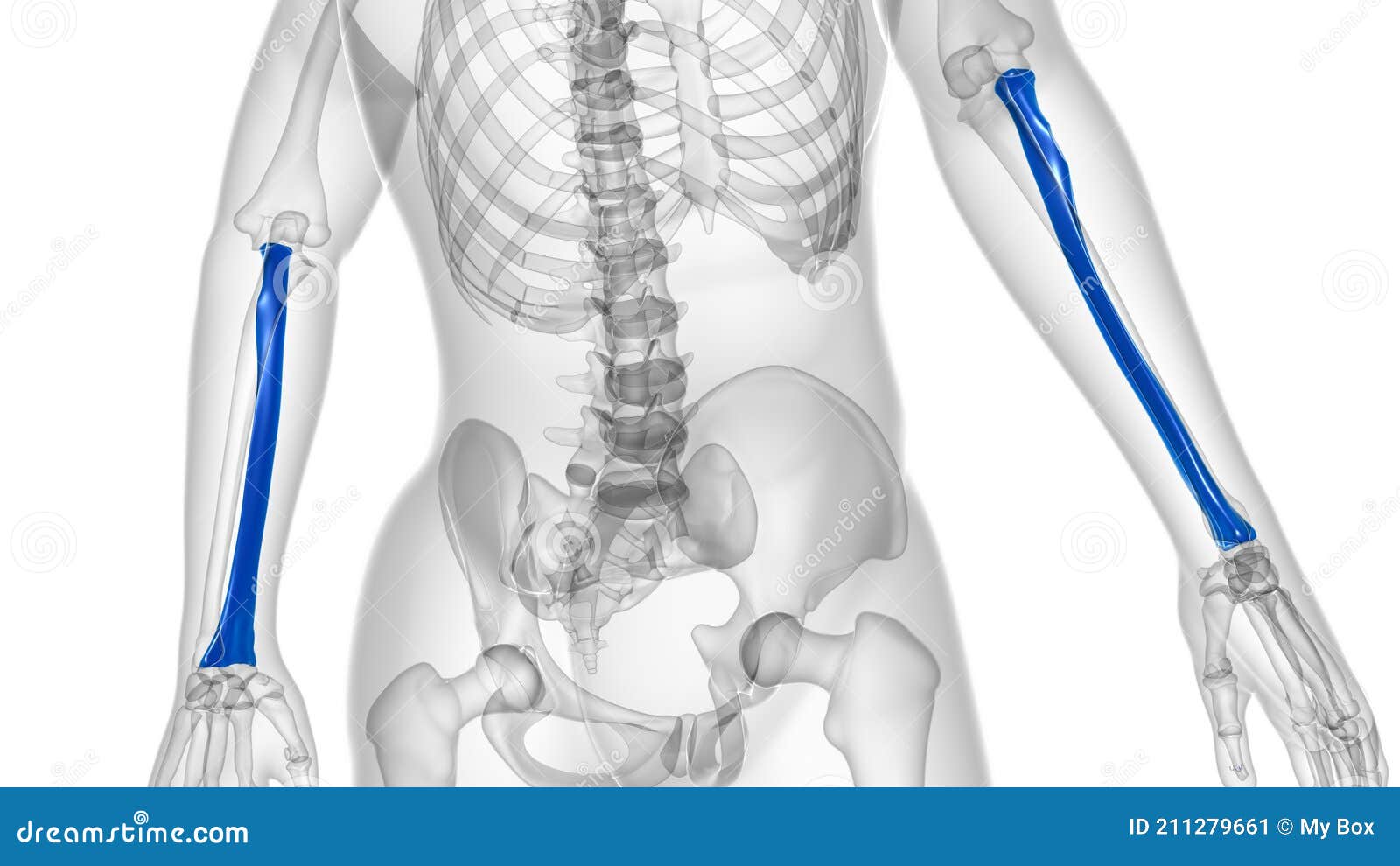 Human Skeleton Anatomy Radius Bone 3D Rendering Stock Illustration ...