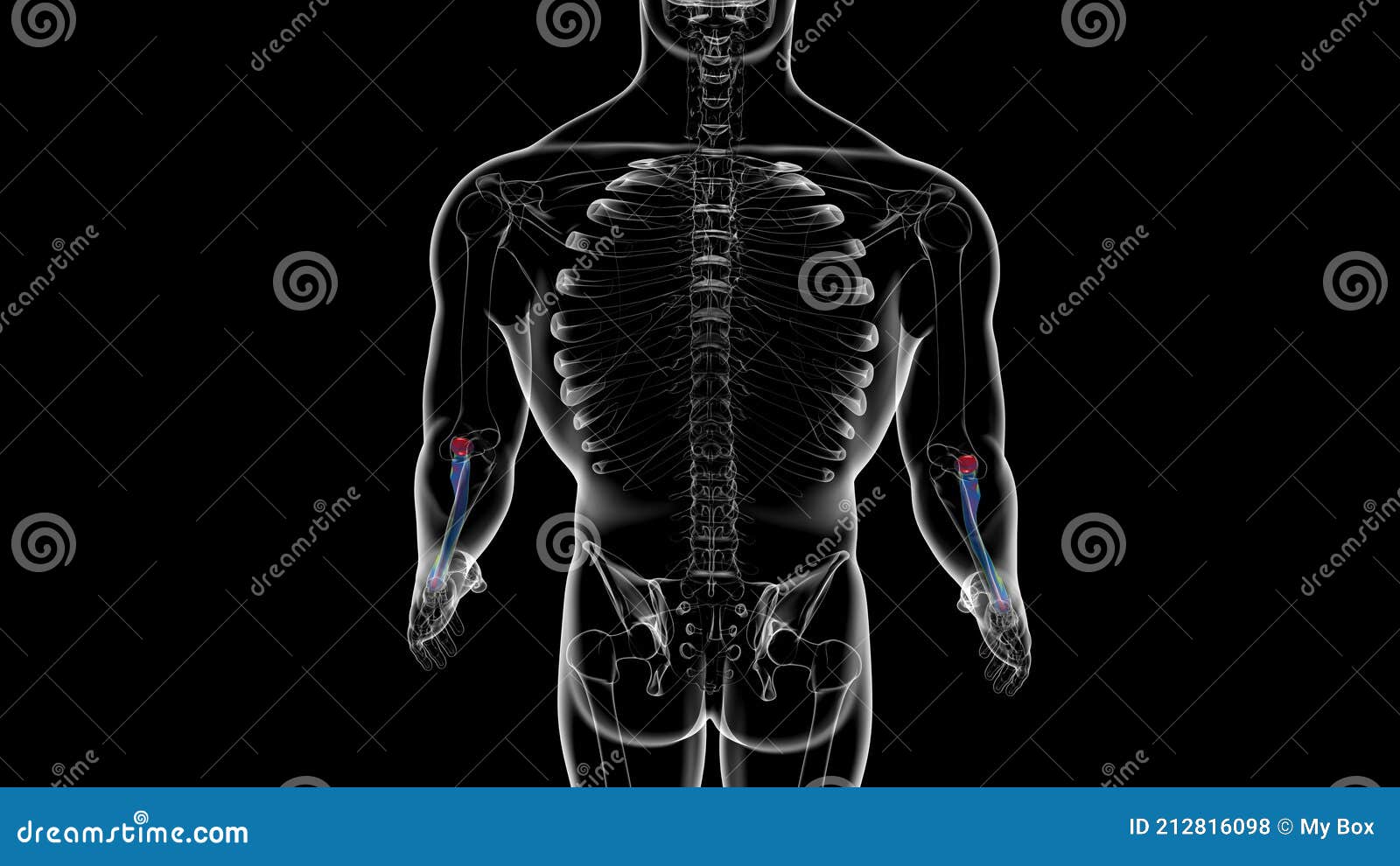 Human Skeleton Anatomy Radius Bone 3D Rendering Stock Illustration ...