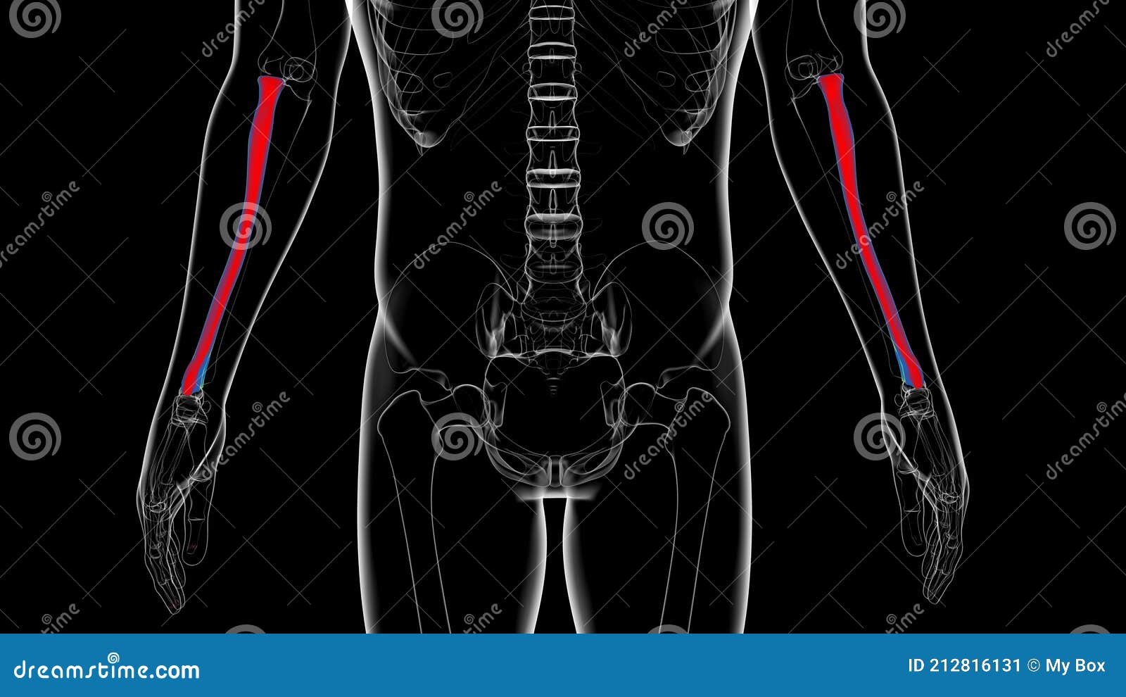 Human Skeleton Anatomy Radius Bone 3D Rendering Stock Illustration ...