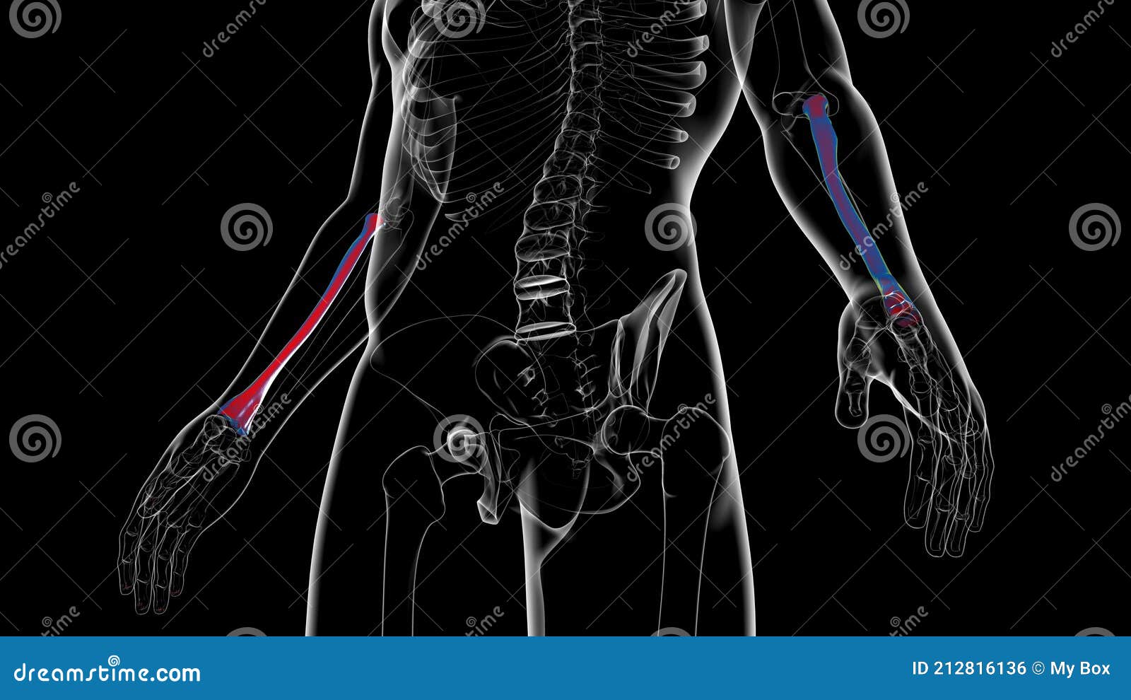 Human Skeleton Anatomy Radius Bone 3D Rendering Stock Illustration ...