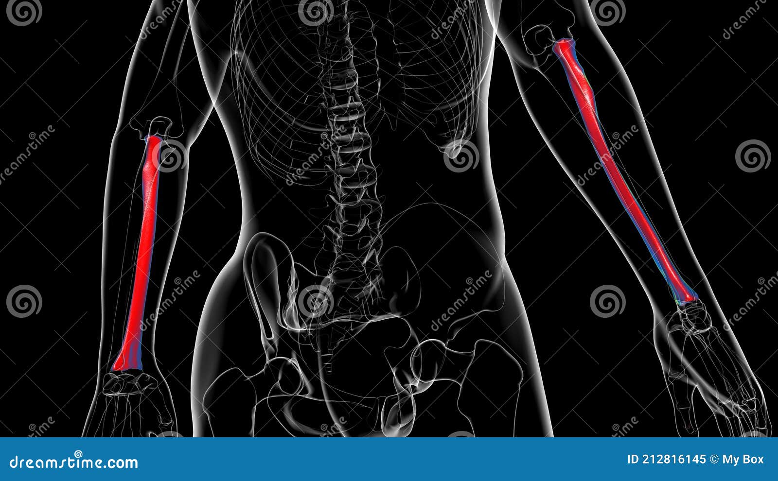 Human Skeleton Anatomy Radius Bone 3D Rendering Stock Illustration ...