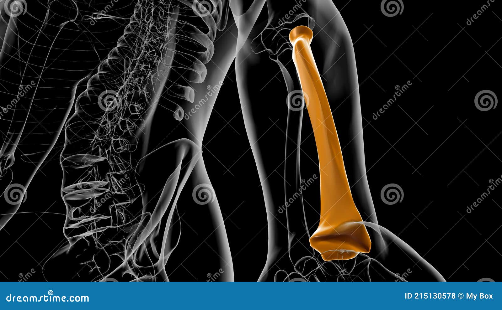 Human Skeleton Anatomy Radius Bone 3D Rendering Stock Illustration ...