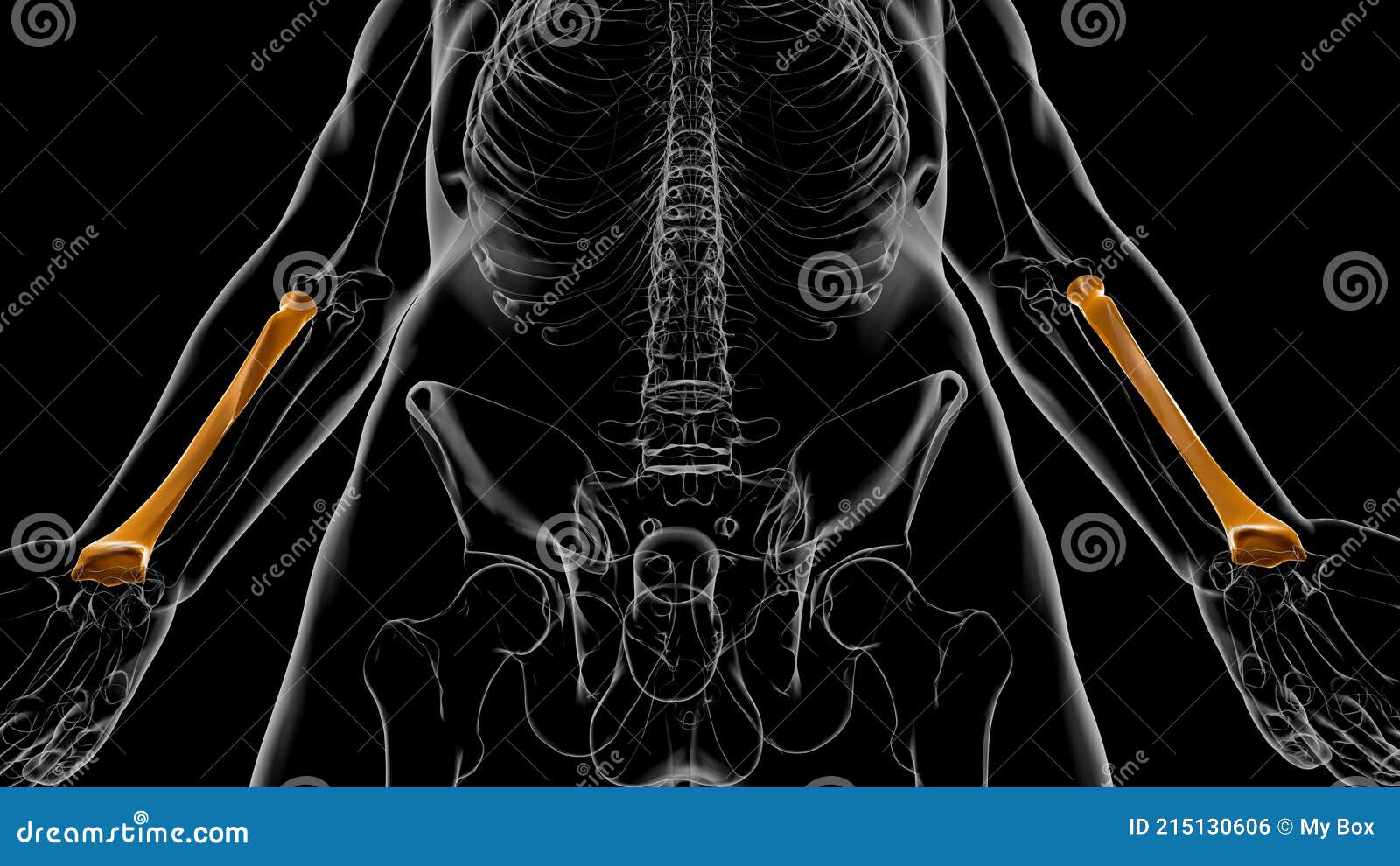 Human Skeleton Anatomy Radius Bone 3D Rendering Stock Illustration ...