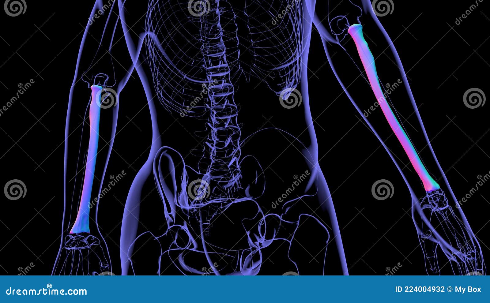 Human Skeleton Anatomy Radius Bone 3D Rendering Stock Illustration ...