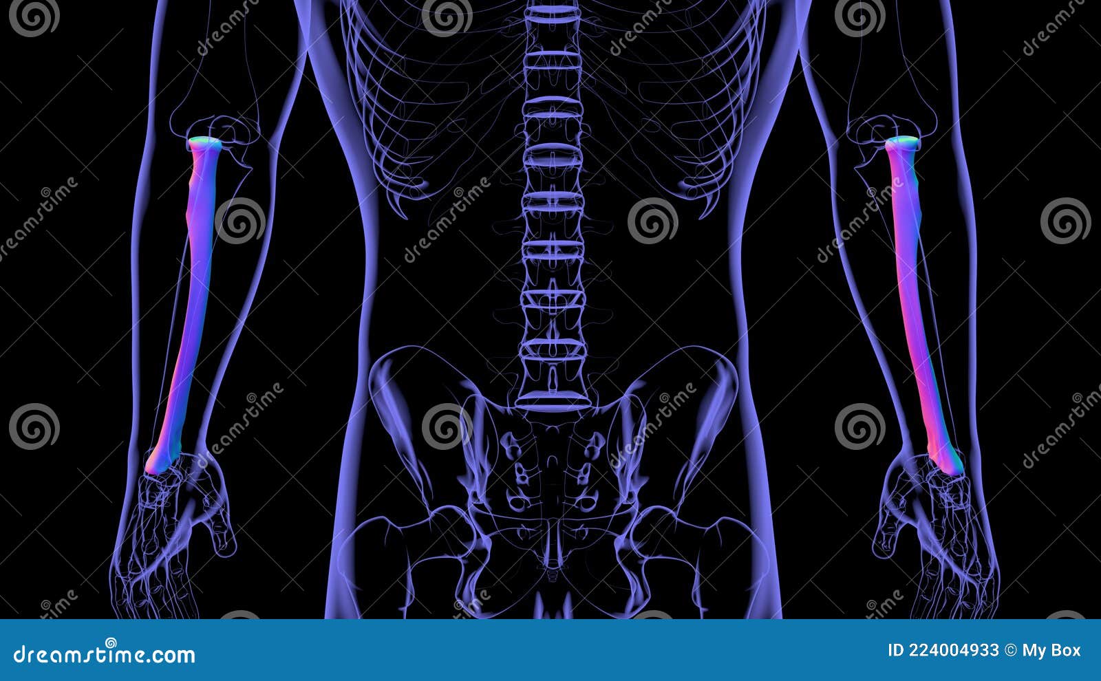 Human Skeleton Anatomy Radius Bone 3D Rendering Stock Illustration ...