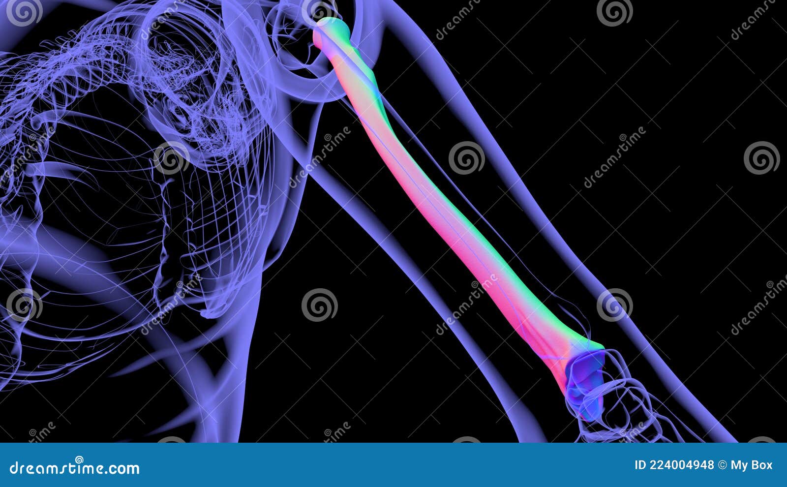Human Skeleton Anatomy Radius Bone 3D Rendering Stock Illustration ...