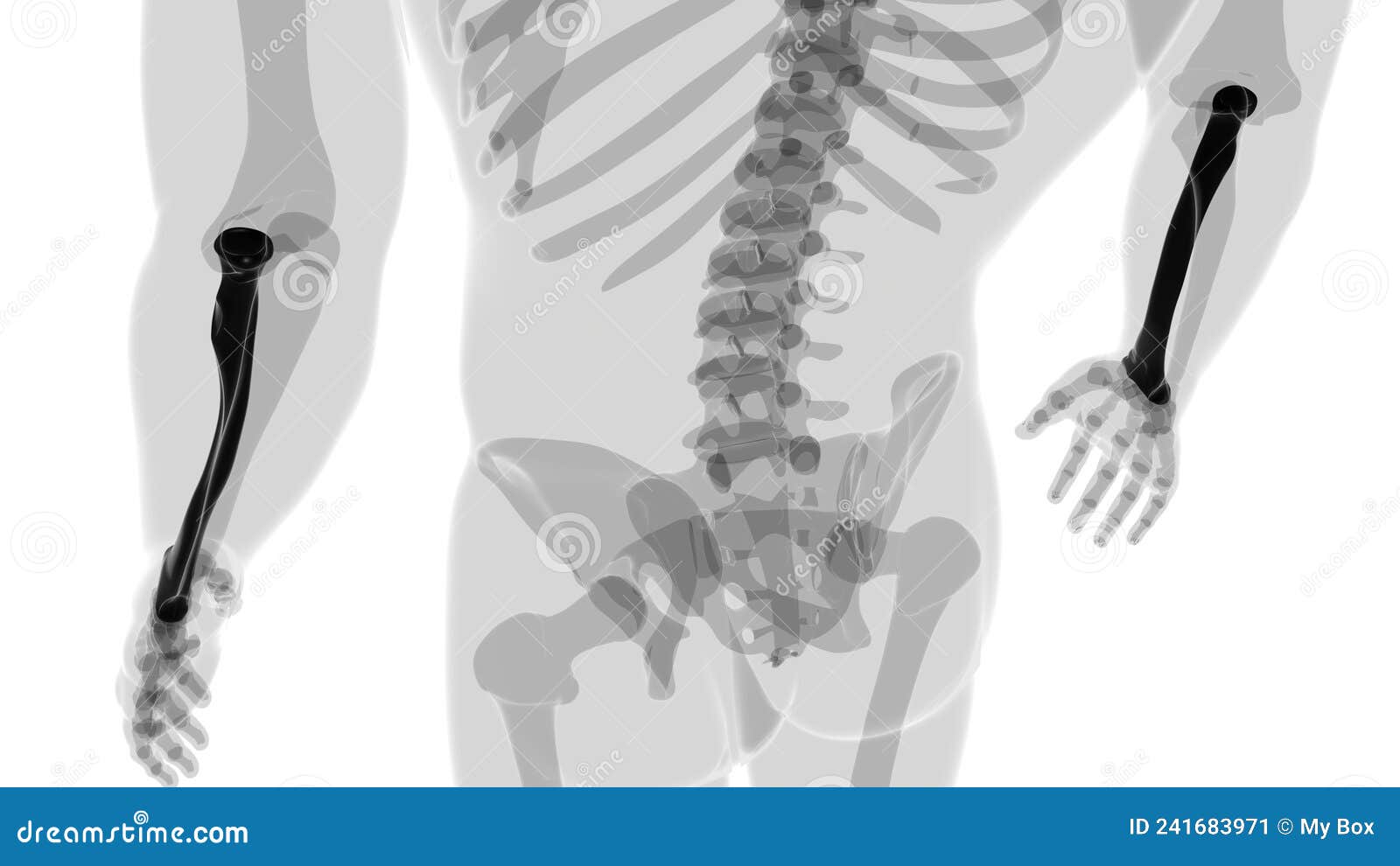 Human Skeleton Anatomy Radius Bone 3D Rendering Stock Illustration ...