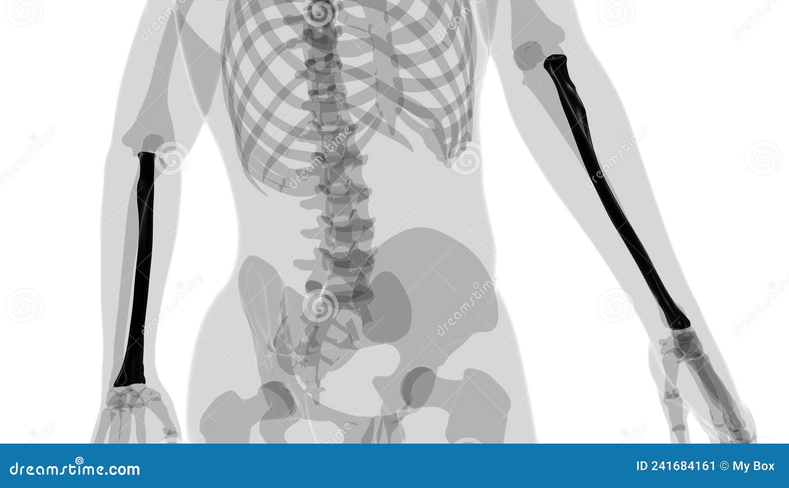 Human Skeleton Anatomy Radius Bone 3D Rendering Stock Illustration ...