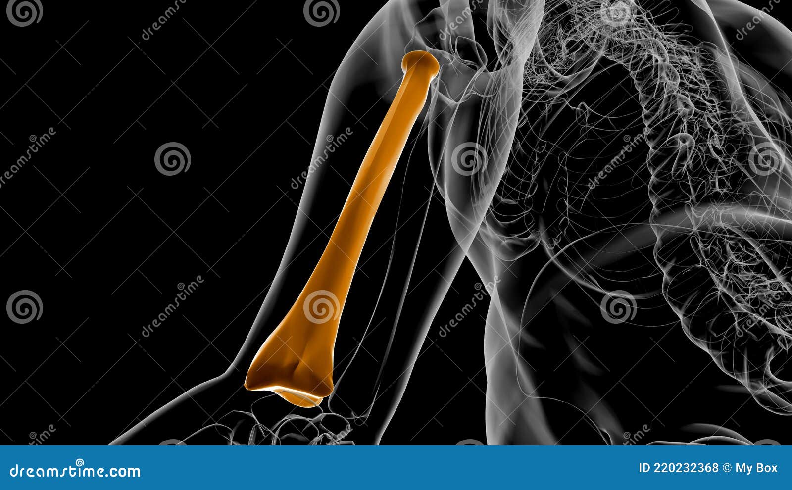 Human Skeleton Anatomy Radius Bone 3D Rendering Stock Illustration ...