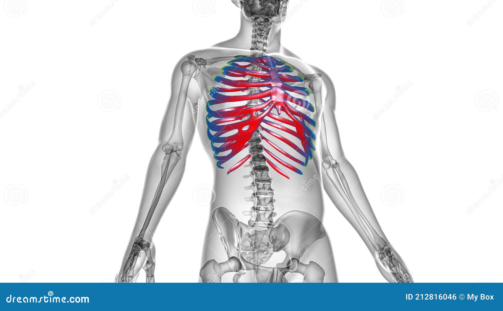 Human Skeleton Anatomy Rib Cage 3D Rendering Stock Illustration ...