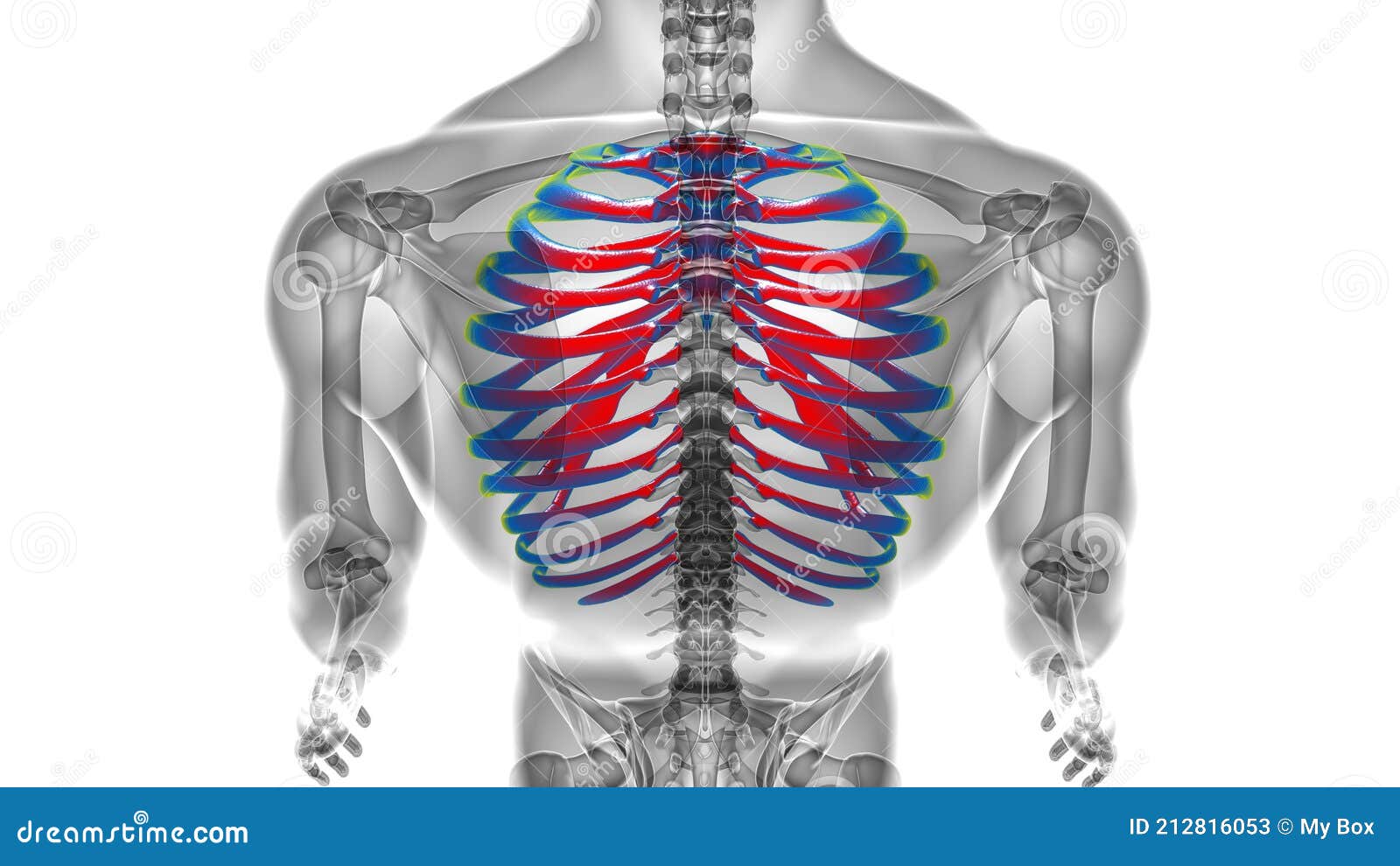 Human Skeleton Anatomy Rib Cage 3D Rendering Stock Illustration ...