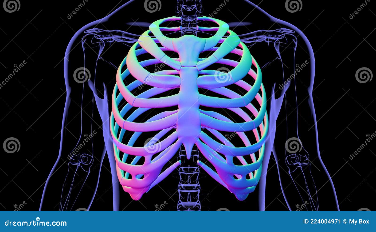 Human Skeleton Anatomy Rib Cage 3D Rendering Stock Illustration ...