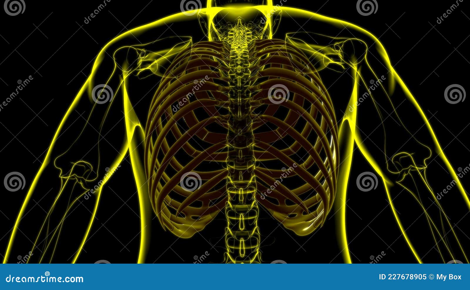 Human Skeleton Anatomy Rib Cage 3D Rendering Stock Illustration ...