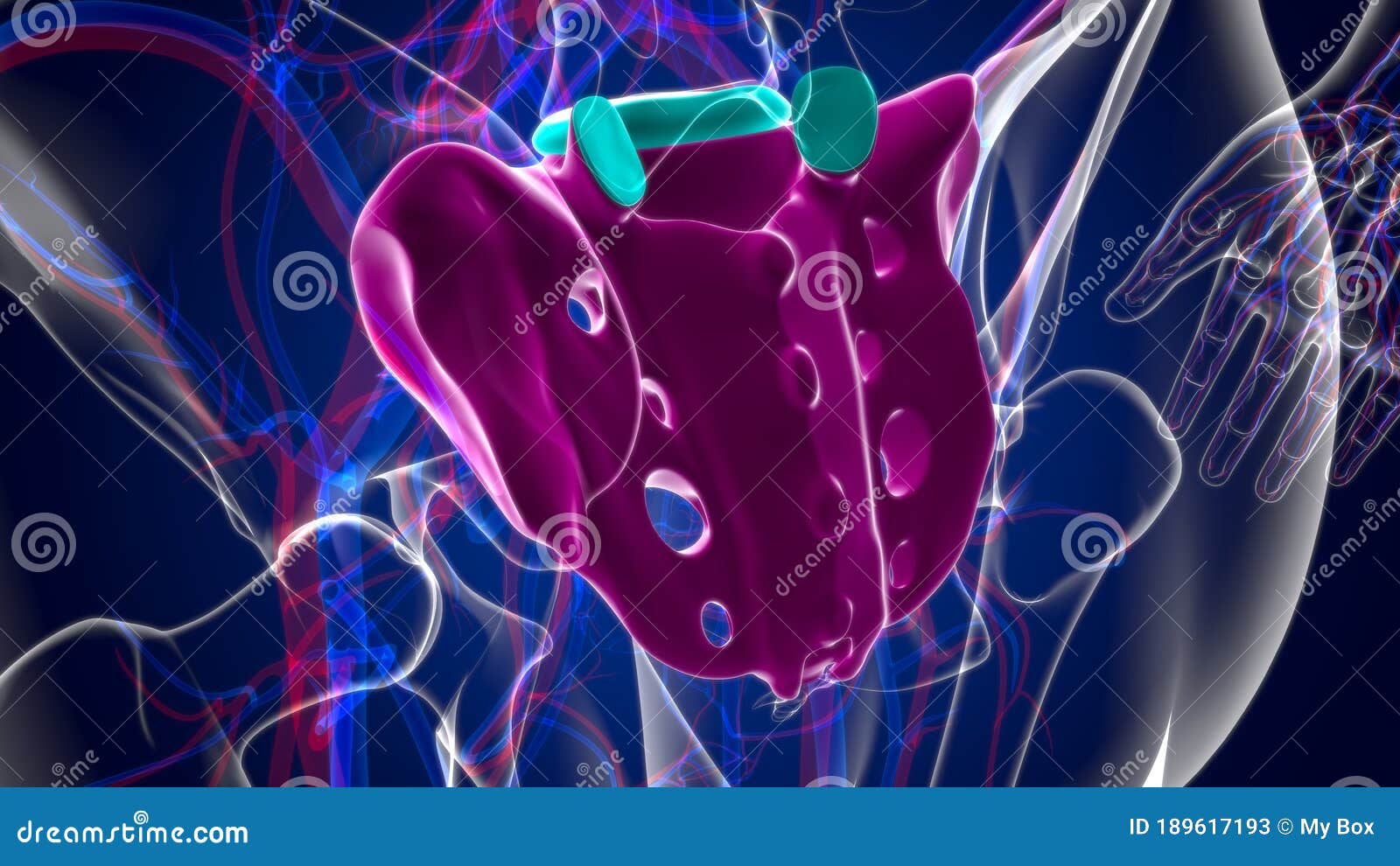 Human Skeleton Anatomy Sacral Bone 3D Rendering Stock Illustration ...