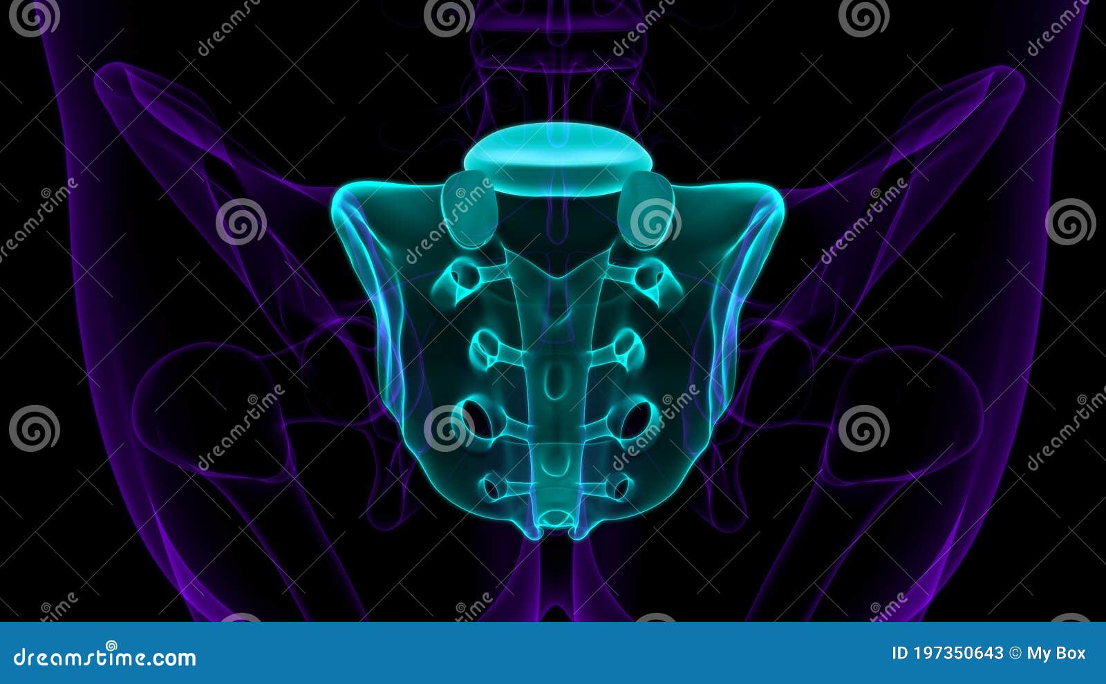 Human Skeleton Anatomy Sacral Bone 3D Rendering Stock Illustration ...