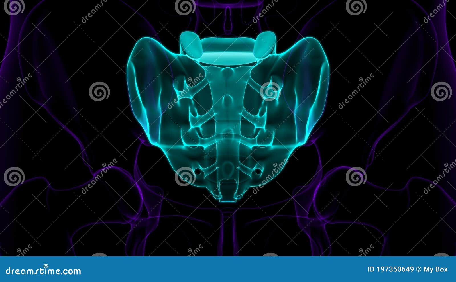 Human Skeleton Anatomy Sacral Bone 3D Rendering Stock Illustration ...