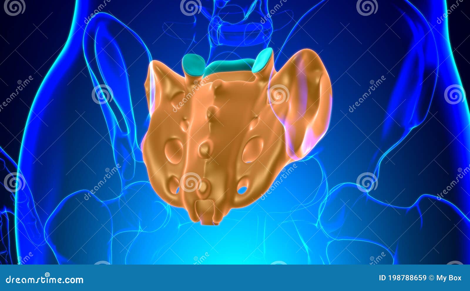 Human Skeleton Anatomy Sacral Bone 3D Rendering Stock Illustration ...