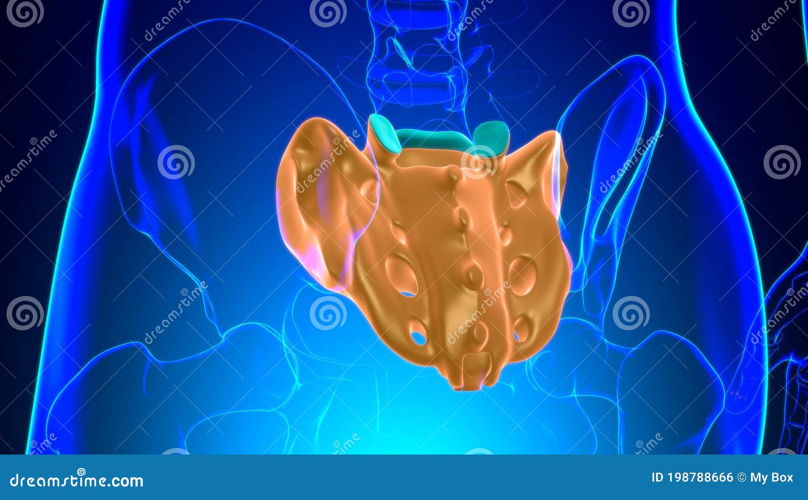 Human Skeleton Anatomy Sacral Bone 3D Rendering Stock Illustration ...